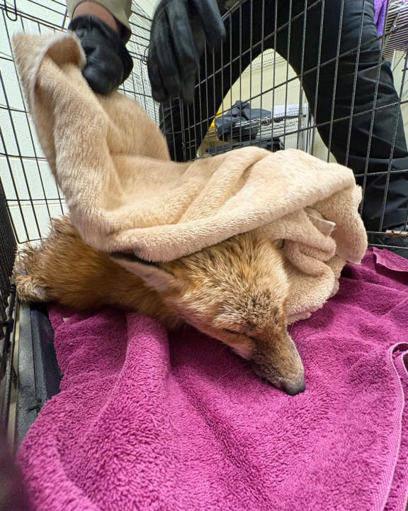Fox rescued after getting stuck in fence in Fairfax County