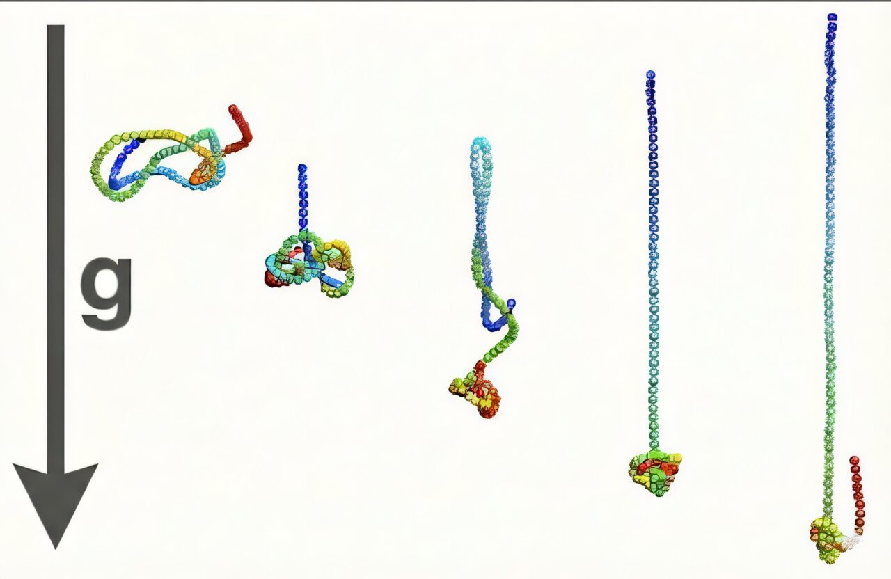 The hidden physics of knot formation in fluids