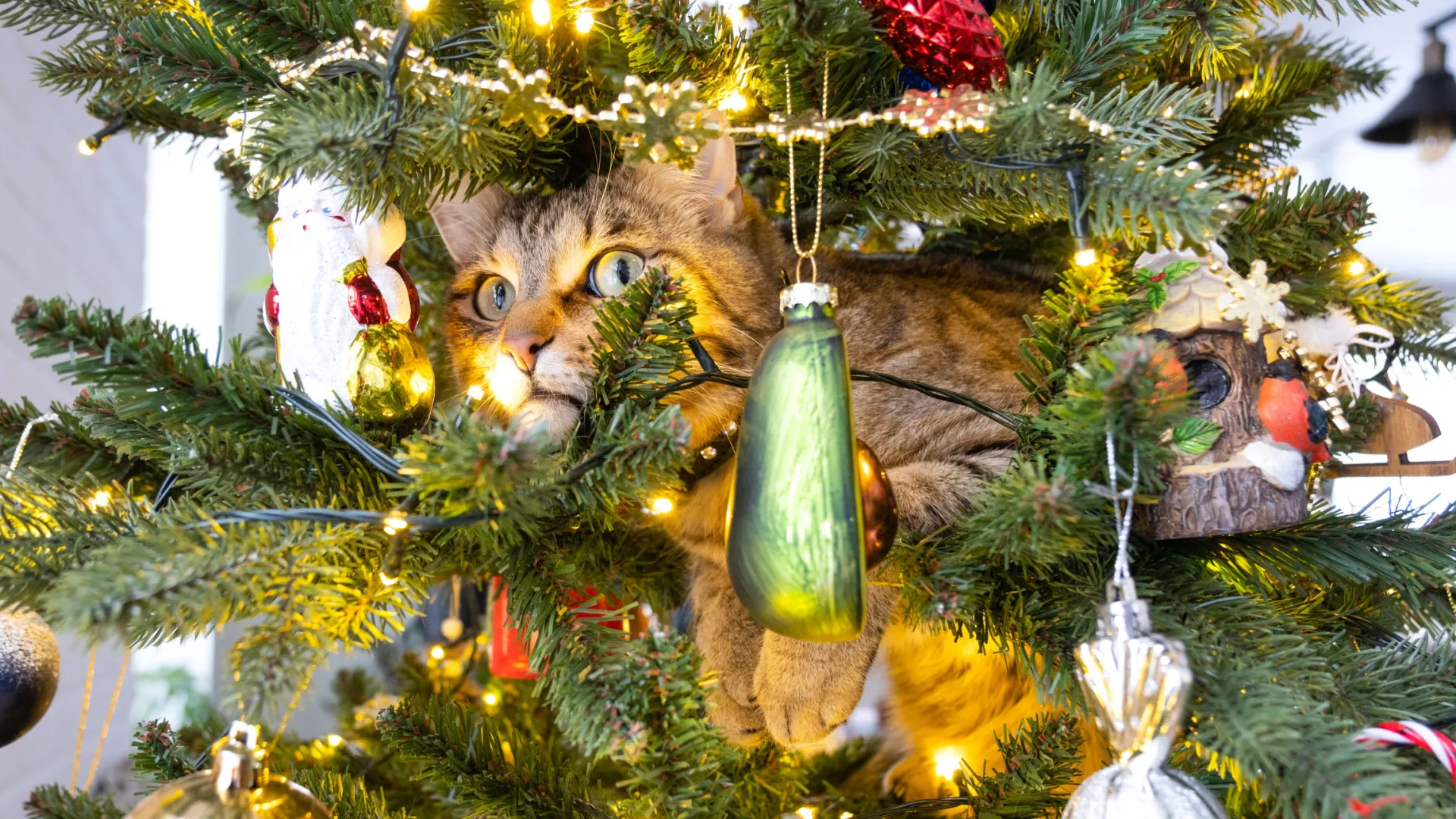 Como proteger a árvore de Natal de ataques do seu gato