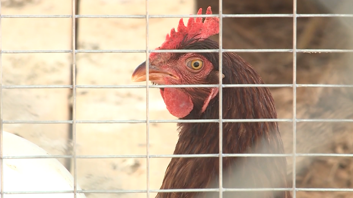 Tyson says it wouldn't renew NWA poultry contracts if Oklahoma prevails ...