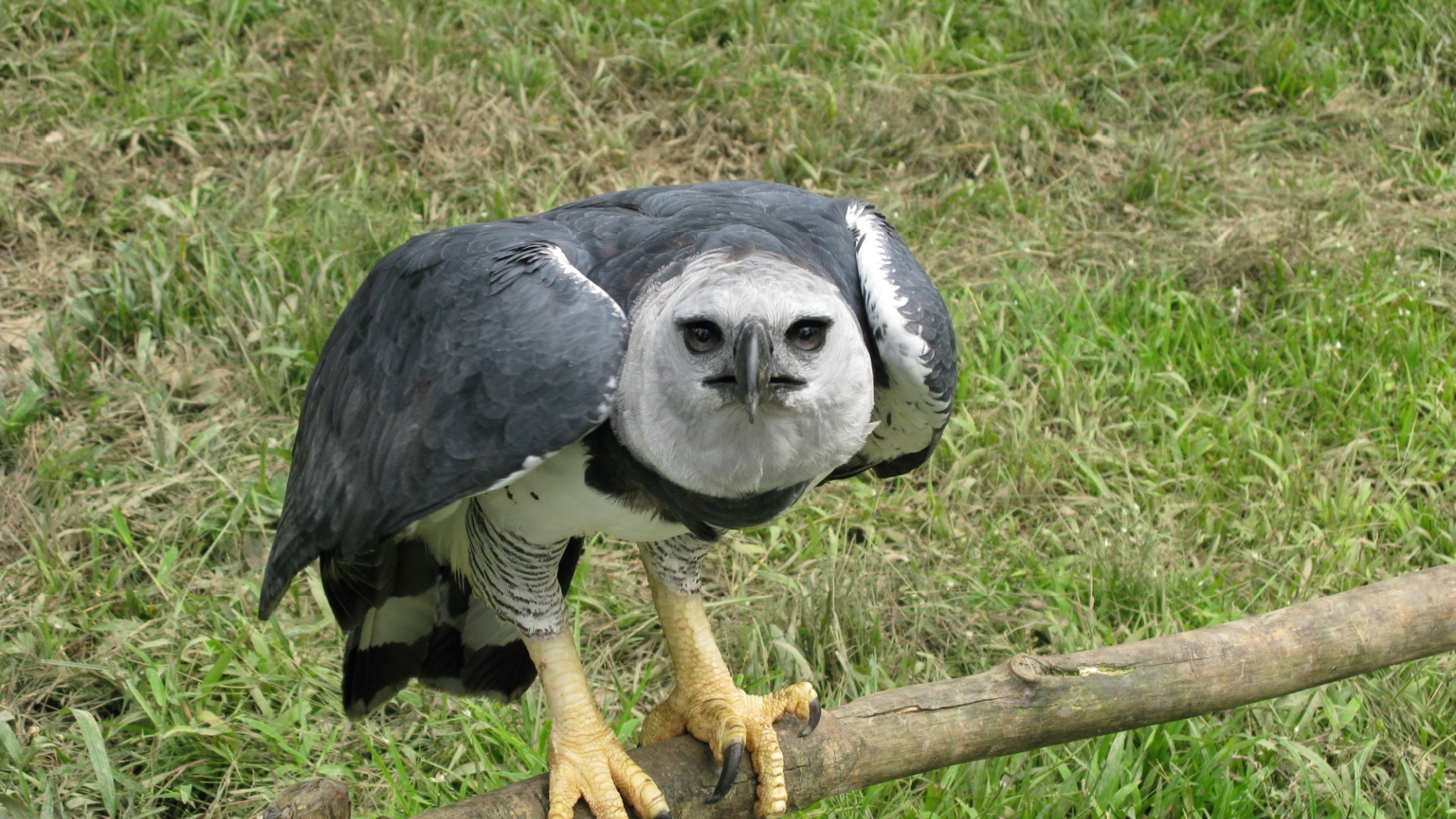 Scientists reveal why the harpy eagle sits at the top of the aerial ...