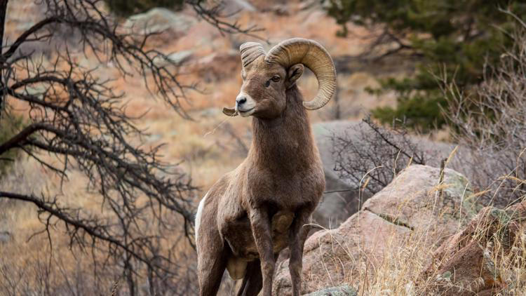 Idaho, Washington officials seek information on illegal bighorn sheep ...