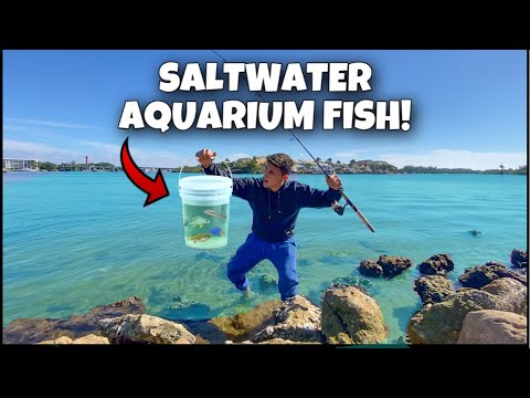 Catching tropical saltwater aquarium fish!