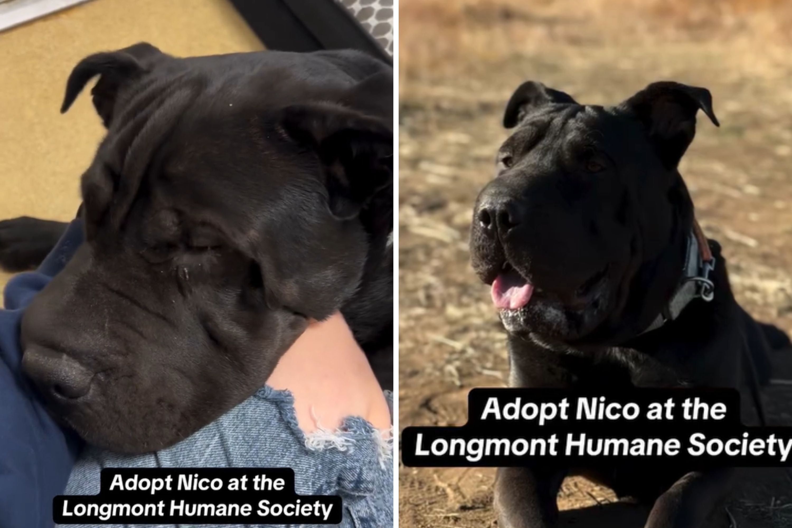 Tears as dog in shelter more than 600 days begs for a chance to be loved