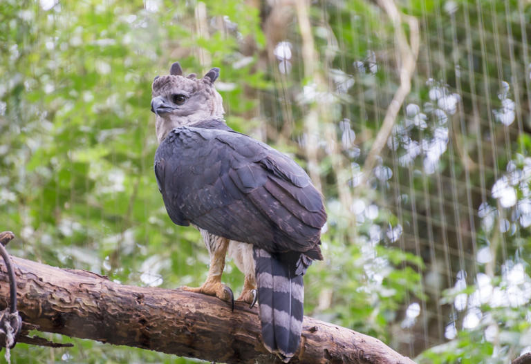 Scientists reveal why the harpy eagle sits at the top of the aerial ...