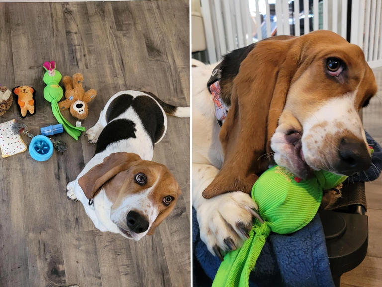 The best puppy toys for solo and interactive play, tested and reviewed