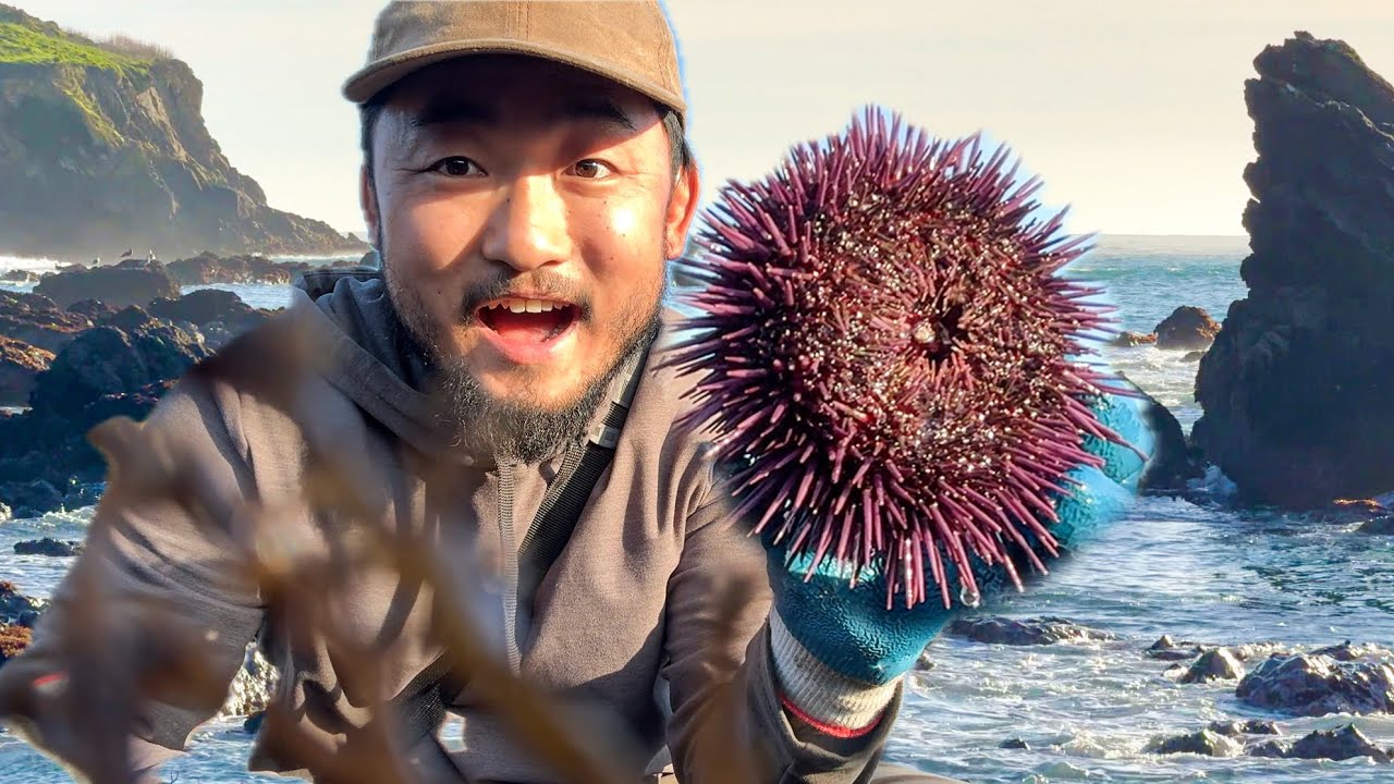I’m back for low tide coastal foraging! 🌊
