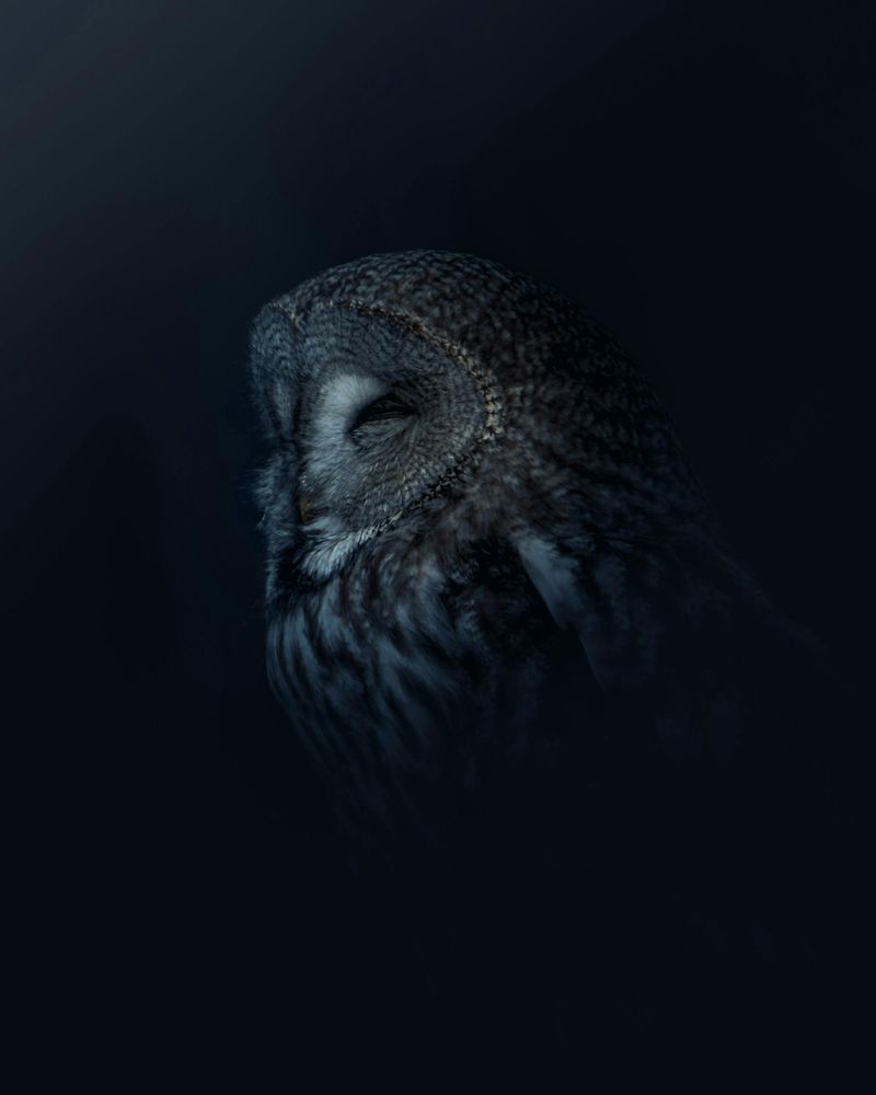 13 animals most often associated with magic