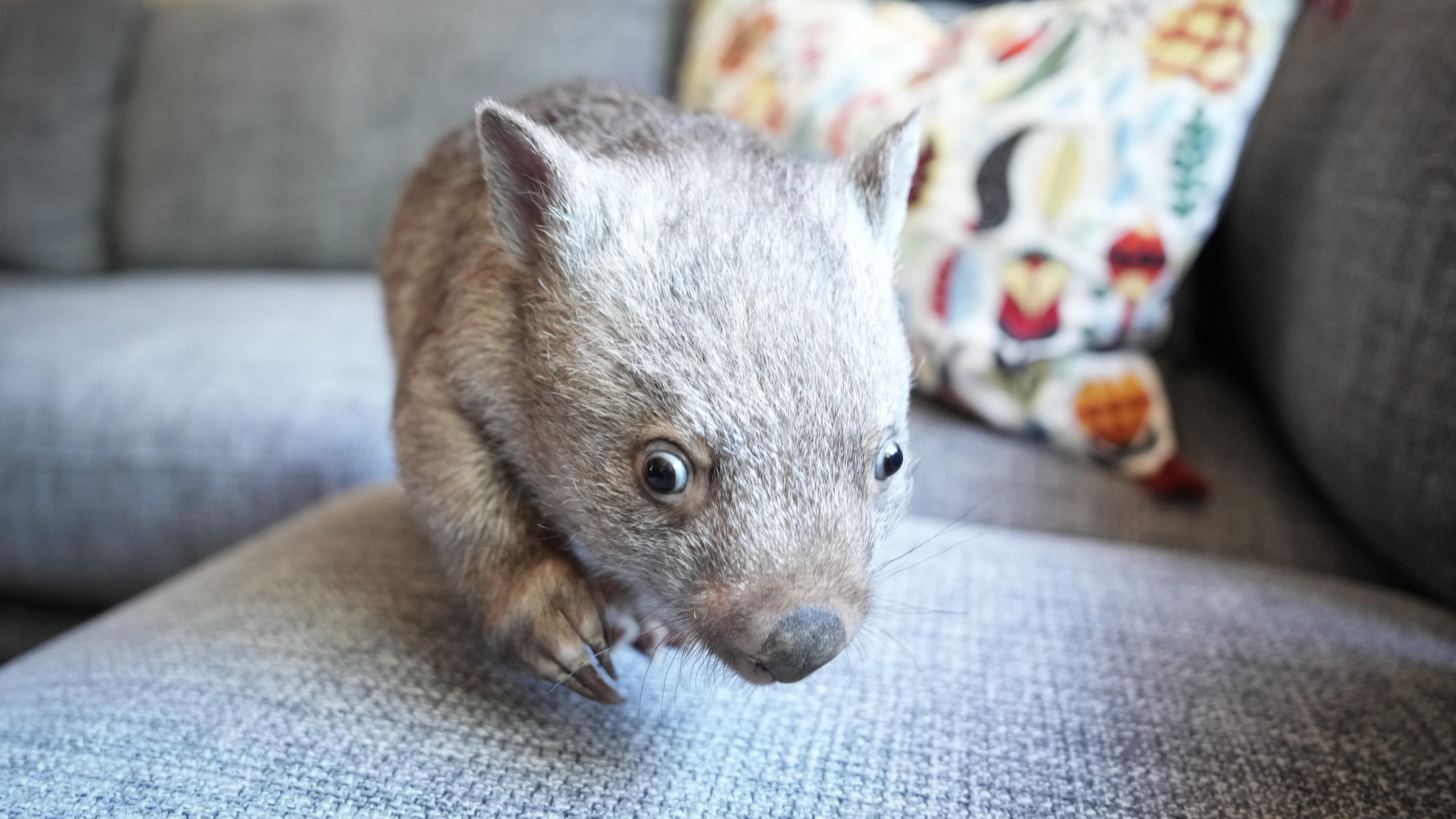 Advocates express concerns over ACT government wombat management plan