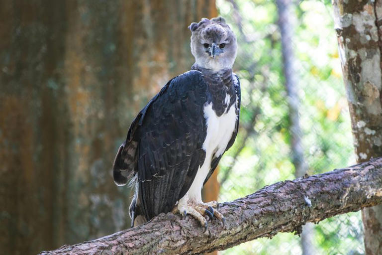 Scientists reveal why the harpy eagle sits at the top of the aerial ...