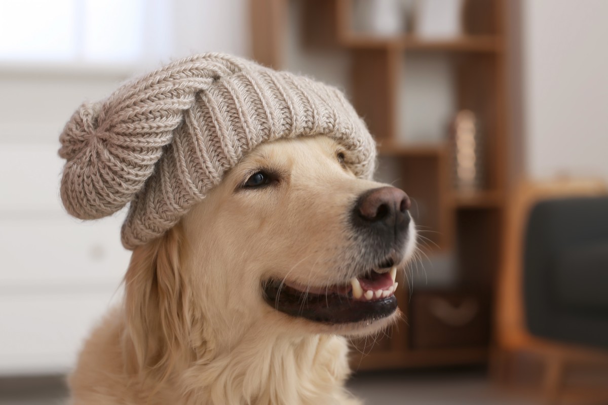 His ultra-cozy wool dog onesie is a winter must-have