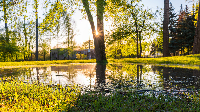 Bring life to your waterlogged yard by planting a beautiful oak tree ...