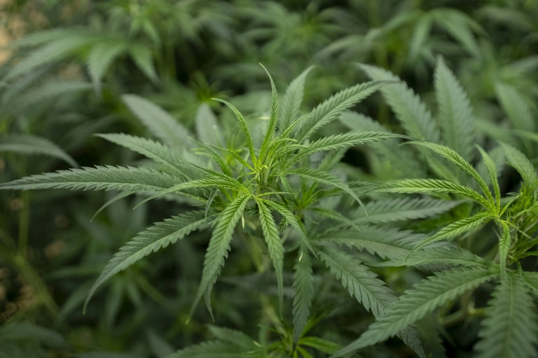 Trump avalia reclassificar maconha como droga menos perigosa