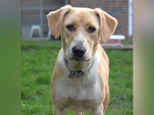 Im Tierheim aufgewachsen: Hündin Miruna möchte endlich ein Zuhause haben