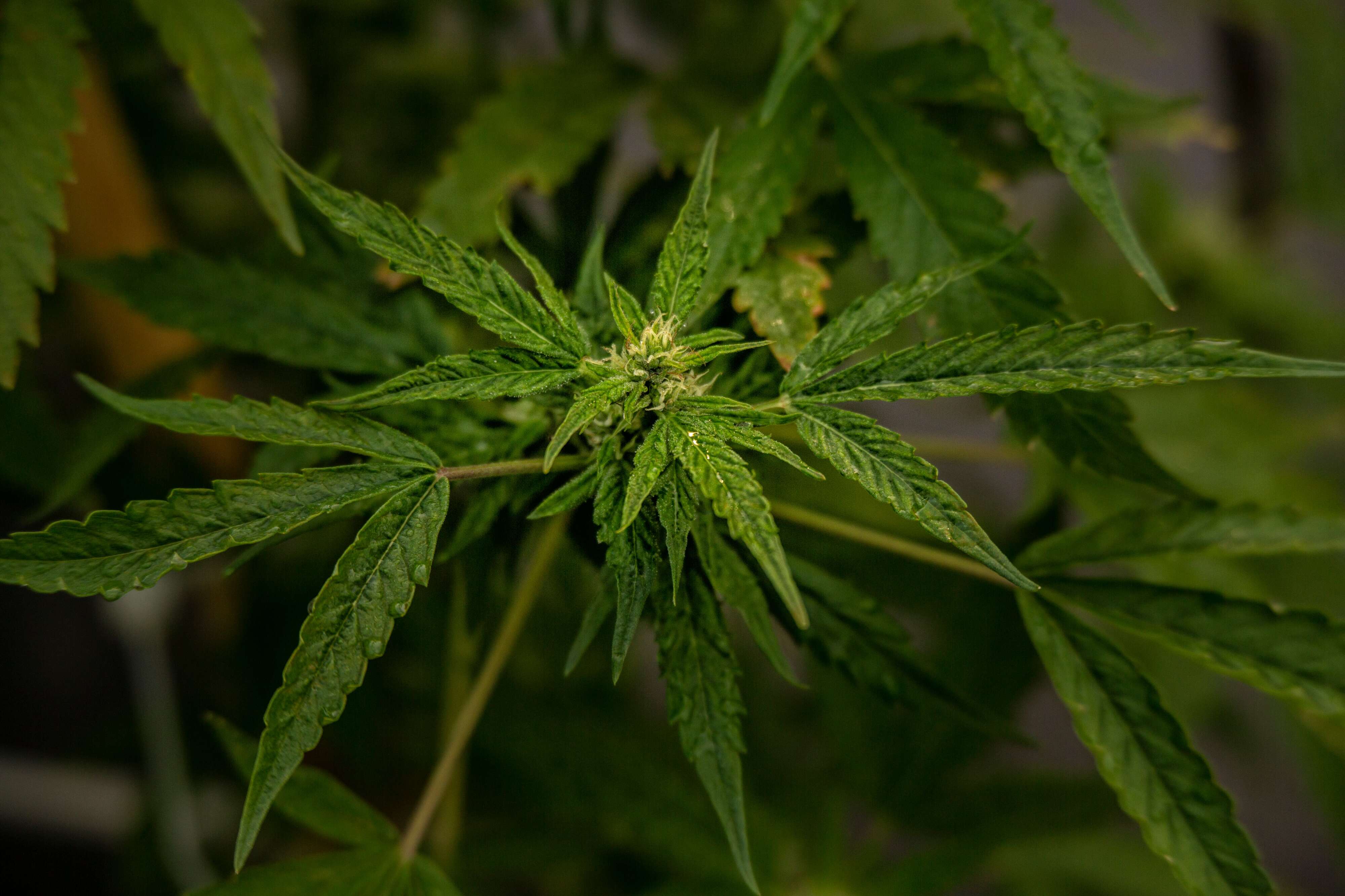 These NJ farmers thought hemp was 'the future.' Now they're fighting to ...