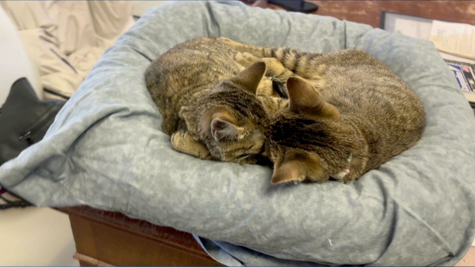 New York State's new animal shelter standards raise concern for small rescues