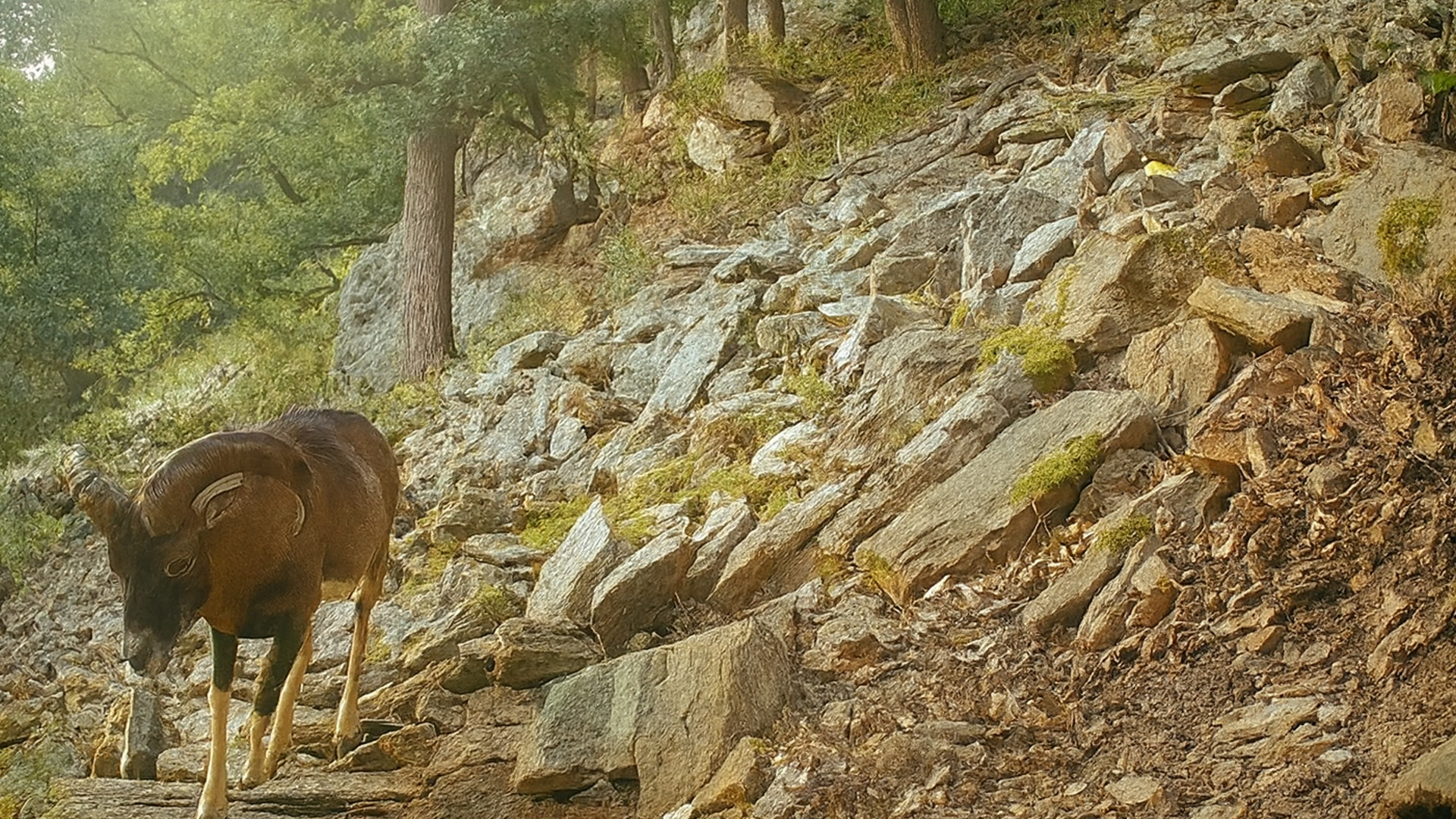 Trail camera catches wildlife in its habitat