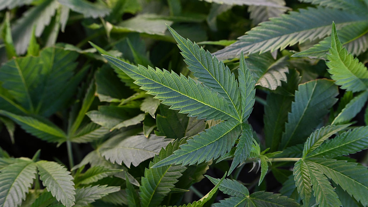 Trump again says he is considering reclassifying marijuana as less ...