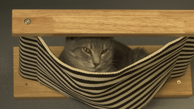 North Dakota’s first ever cat lounge: Dakota Cat Cafe