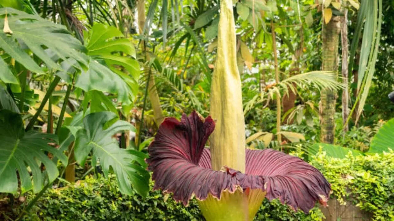 From corpse flowers to blood grass: 7 plants that look supernatural but ...