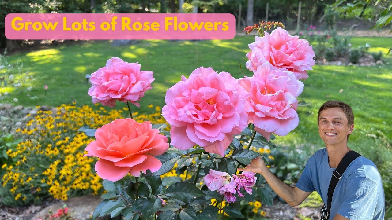 Easy rose care for months of flowers - complete tutorial