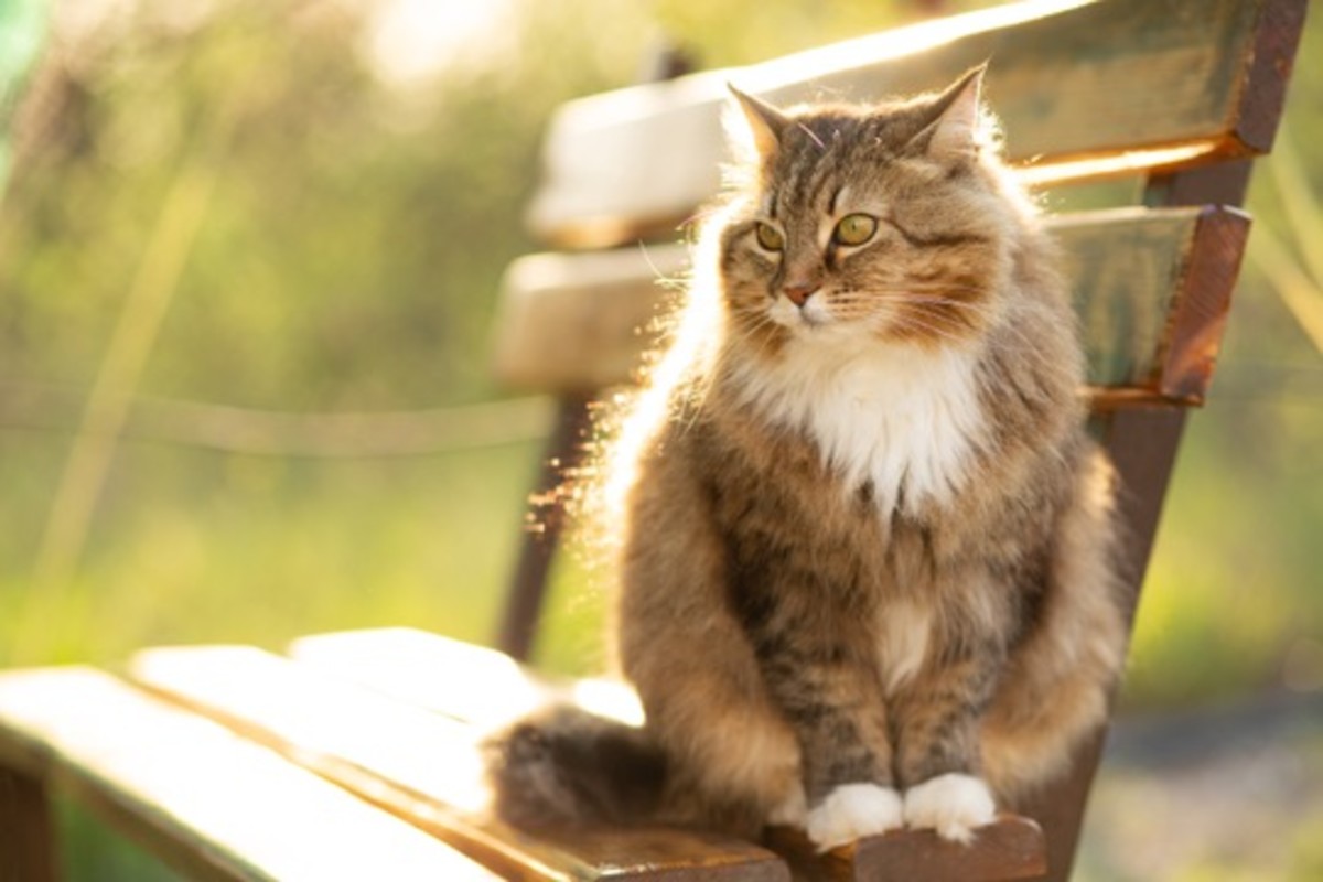 RichTok influencer shares her cat's caviar breakfast with the internet