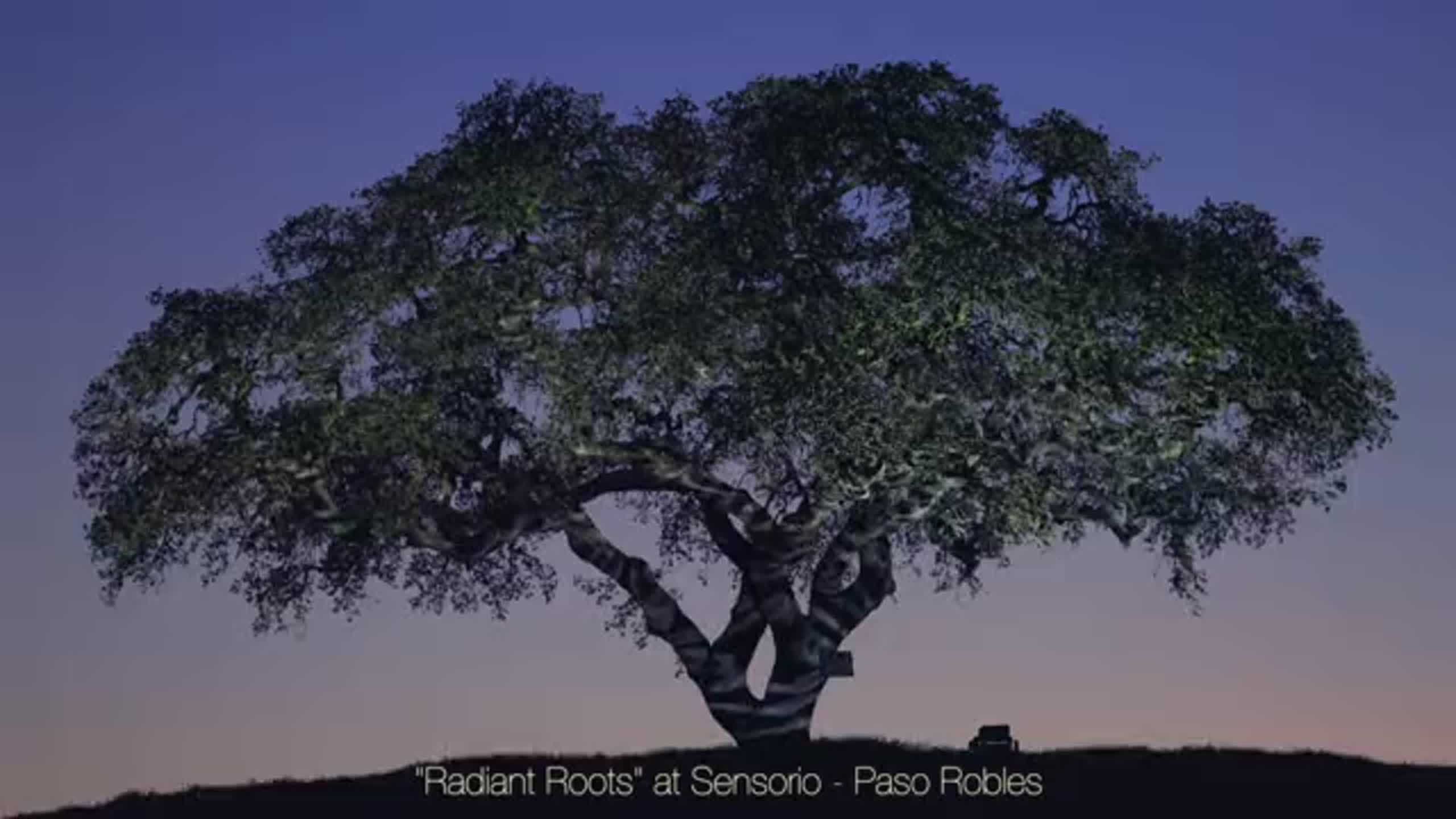 Limited-time exhibit at Sensorio illuminates Paso Robles oak tree