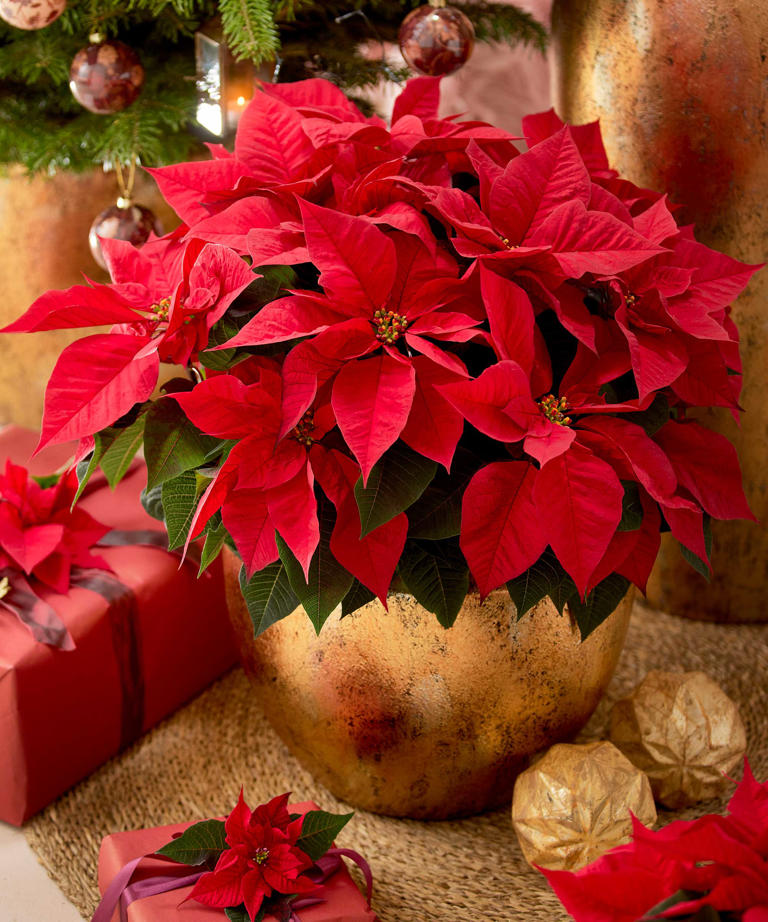 Plant experts reveal how to avoid these 5 poinsettia mistakes at Christmas