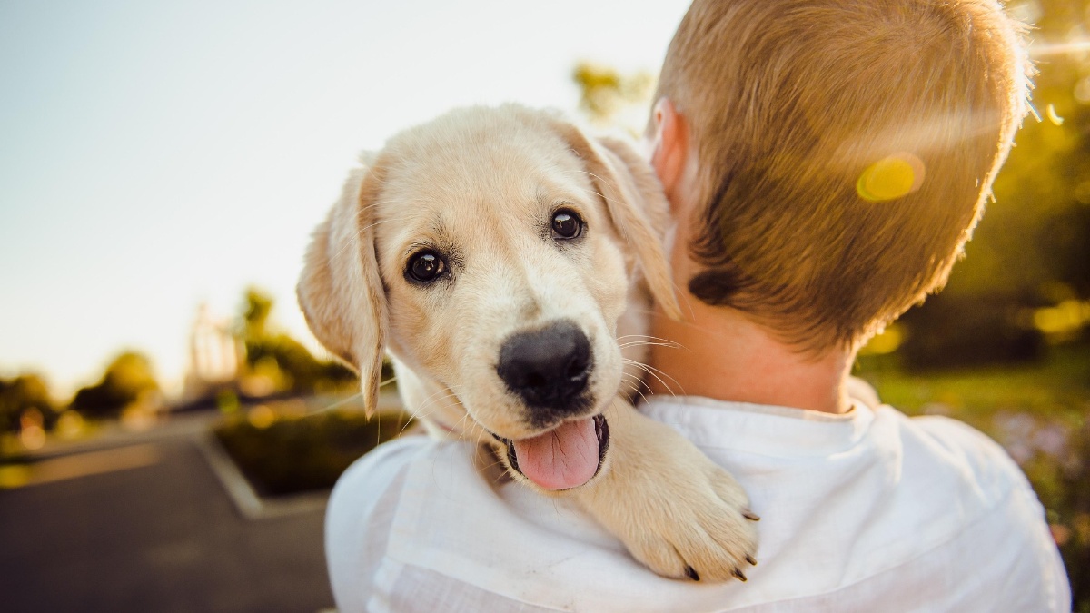 8 signs that your dog came into your life to always take care of you ...