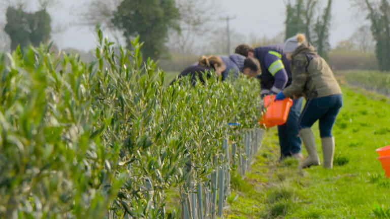 'Crazy Englishman' growing olives the Italian way