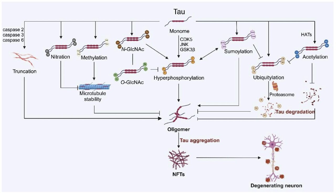 Review illuminates tau protein's dual nature in brain health, disease ...