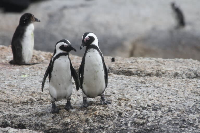 South Africa considers site near African penguin colony for third ...