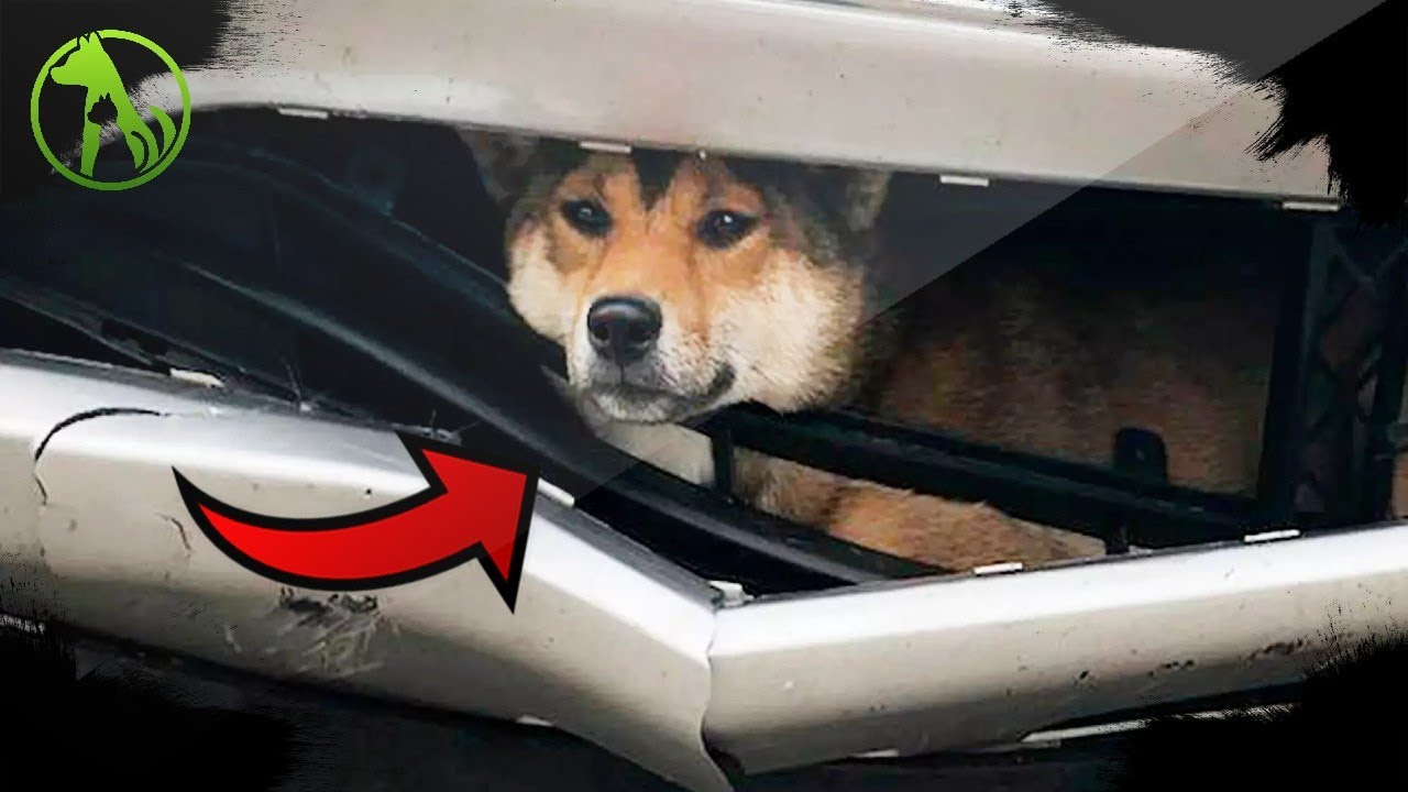 Man hears barking inside his car bumper — 200 miles into his road trip