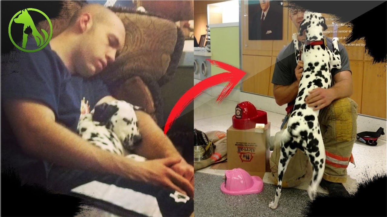 Firefighter says emotional goodbye to his beloved therapy Dalmatian