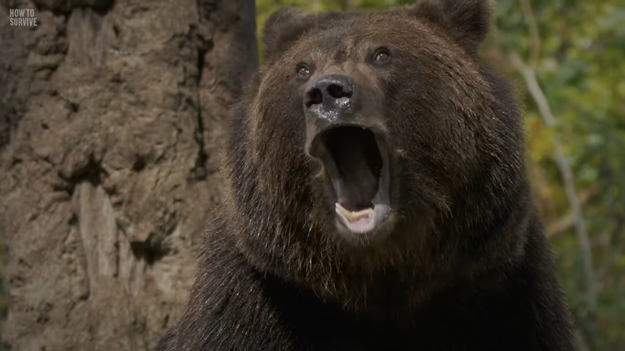Zwei Grizzlyangriffe an einem Tag - die Tragödie von Todd Orr