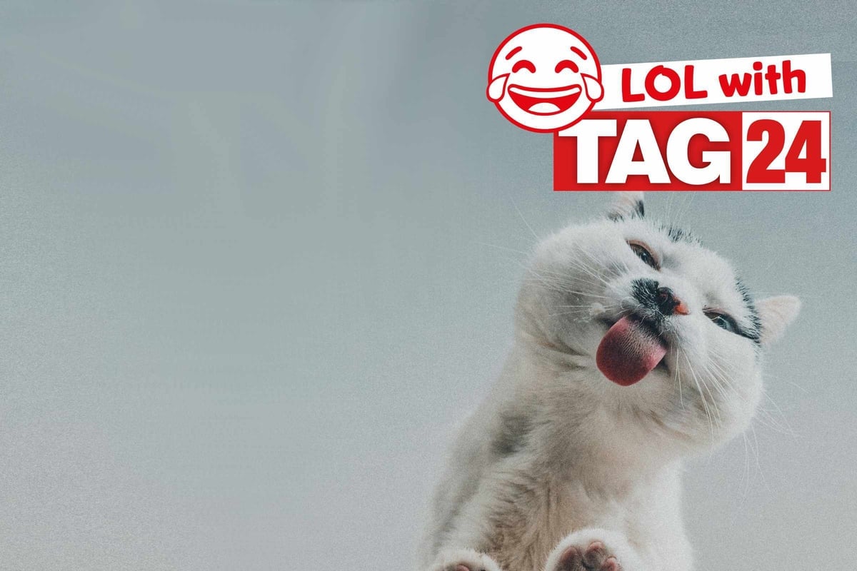 Joke of the night for August 2, 2025: A pawsome cat joke for Caturday