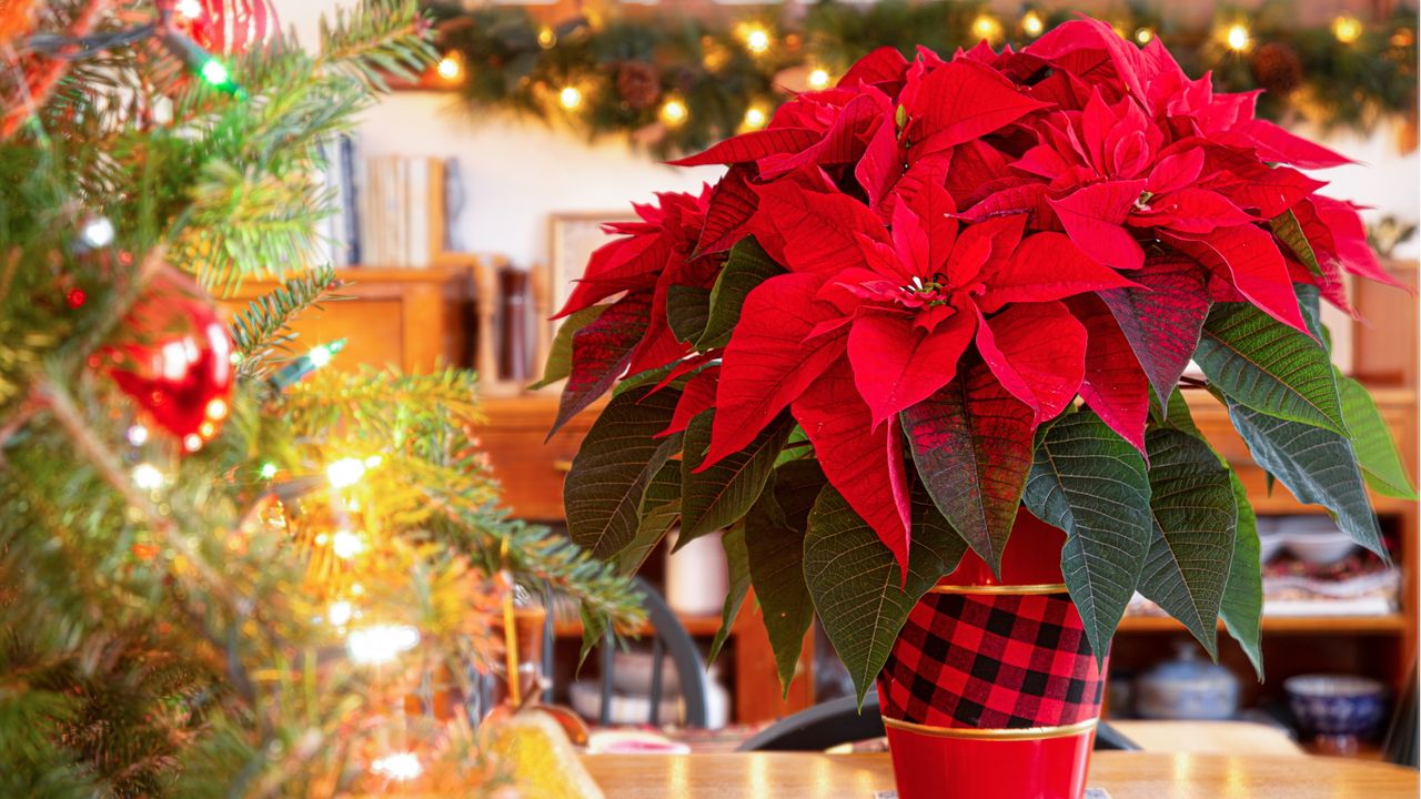 Don't throw out your poinsettia – how to keep it alive for next Christmas