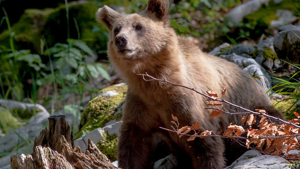 These brown bears in Italy have become "tame" due to human interaction