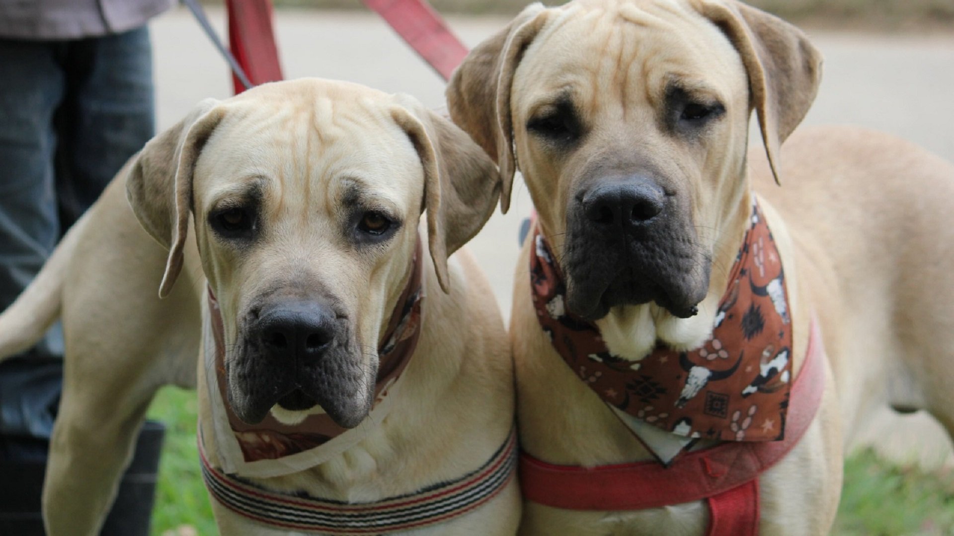 Disruptive floods leave animals homeless