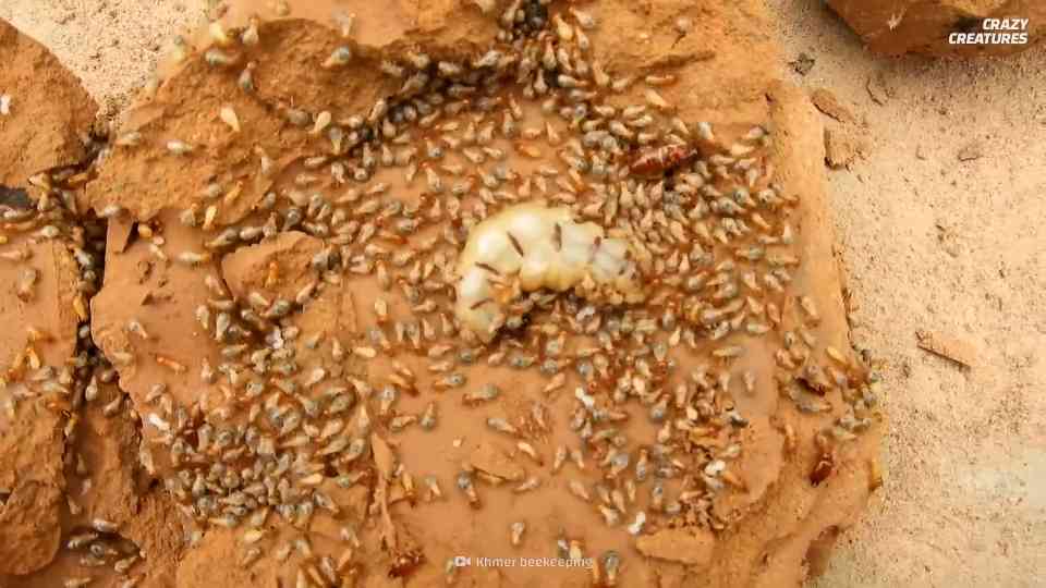 How a colony’s devotion triggers the slow demise of its own queen