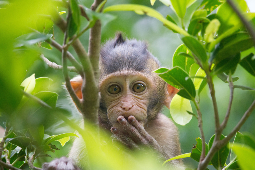 New experiment: Low-calorie diet slows brain aging in monkeys