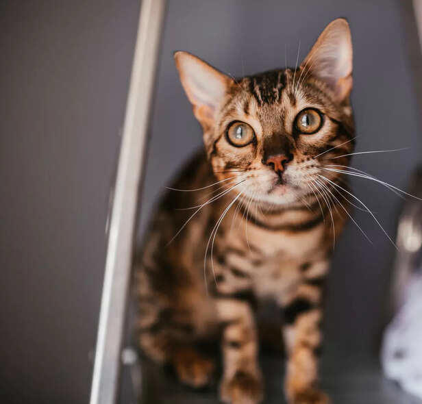 Photogenic cat breeds that always steal the spotlight