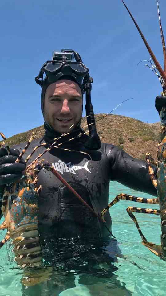 Giant lobster vs normal size lobster