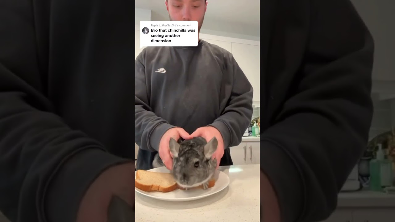 Enjoy a compilation of some of the cutest and silliest chinchillas