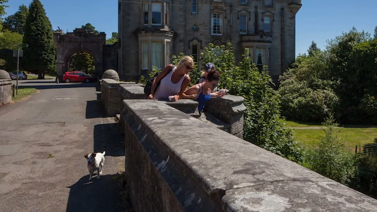 What really happened at the so-called dog suicide bridge