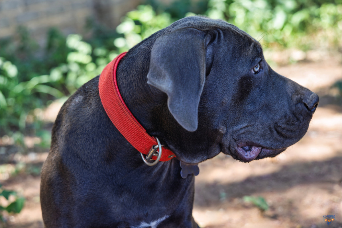 Protect your home and family: Meet the 13 best guard dogs