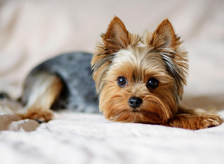 10 best dog breeds for seniors who live alone, according to veterinarians