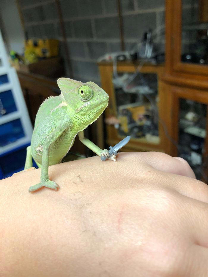 This chameleon is the perfect size for LEGO props, and here are 9 of ...