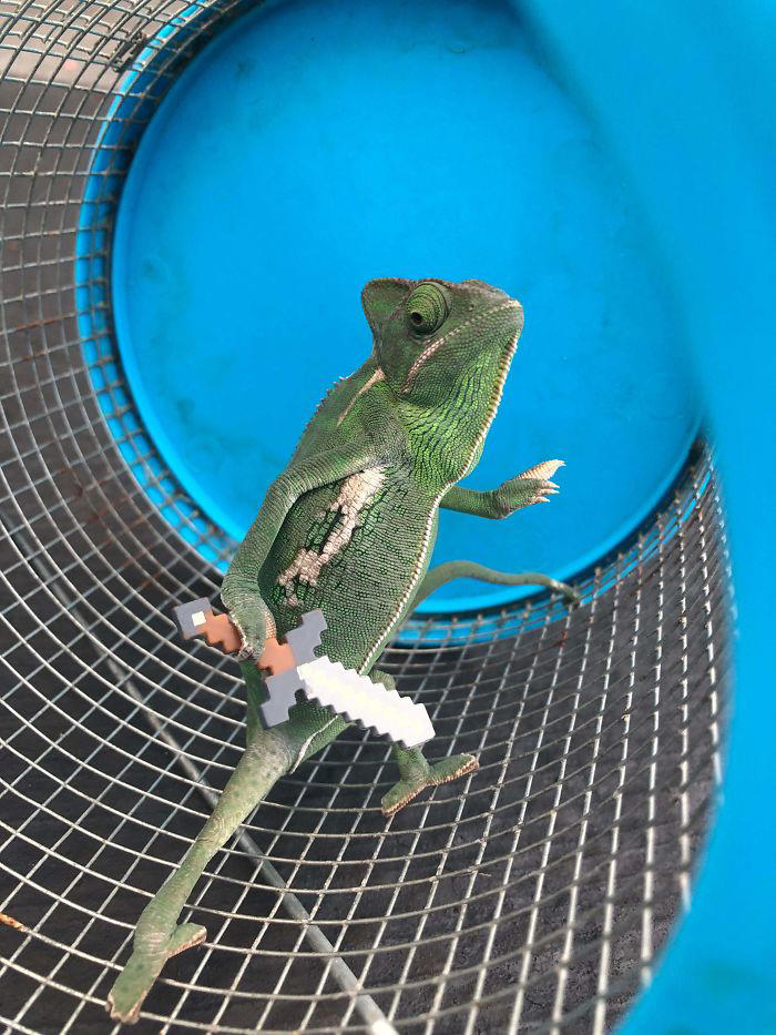 This chameleon is the perfect size for LEGO props, and here are 9 of ...