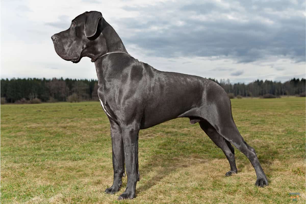 Protect your home and family: Meet the 13 best guard dogs